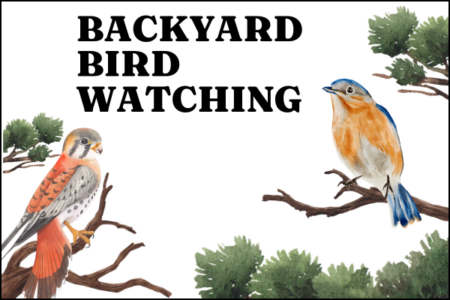 Backyard Bird Watching – Boonslick Regional Library